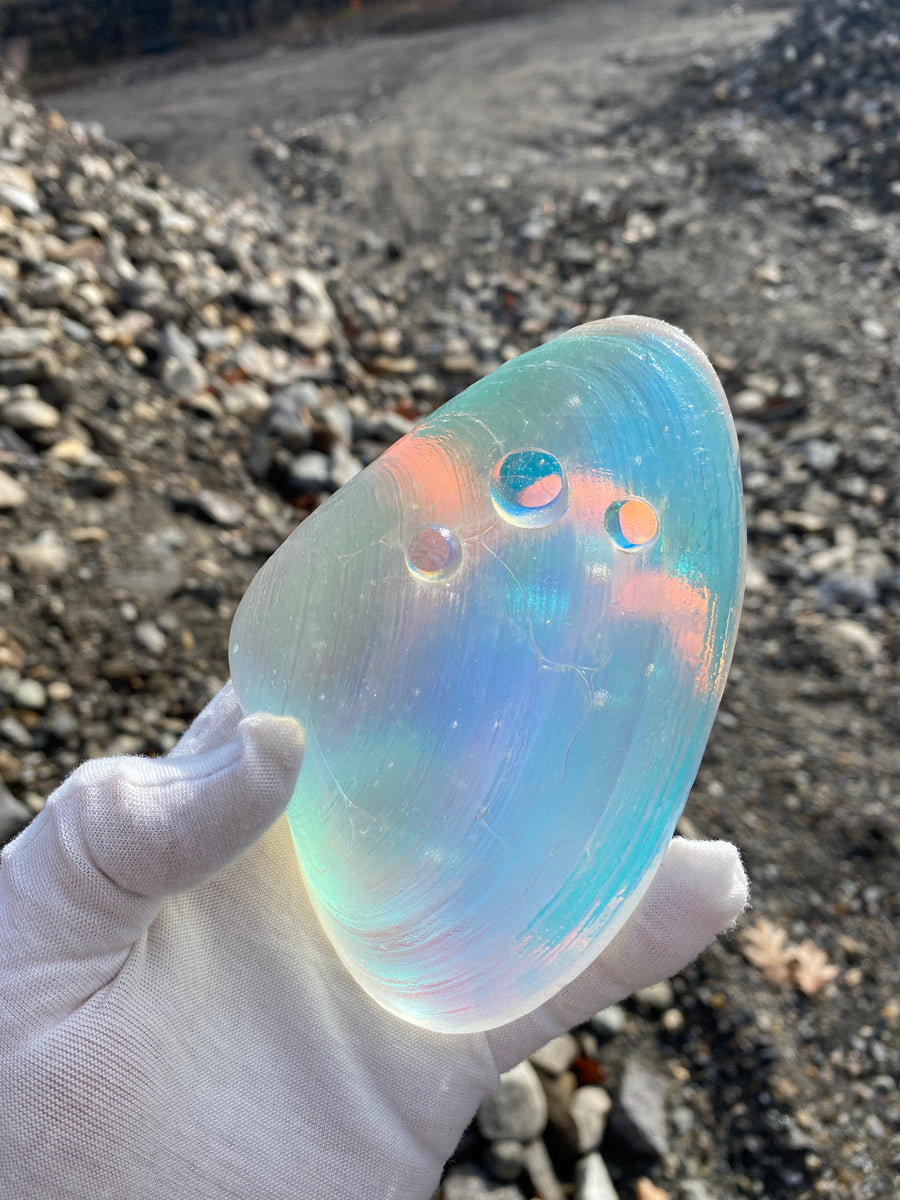 New England Window Clam – Shop J Sinkus Glass